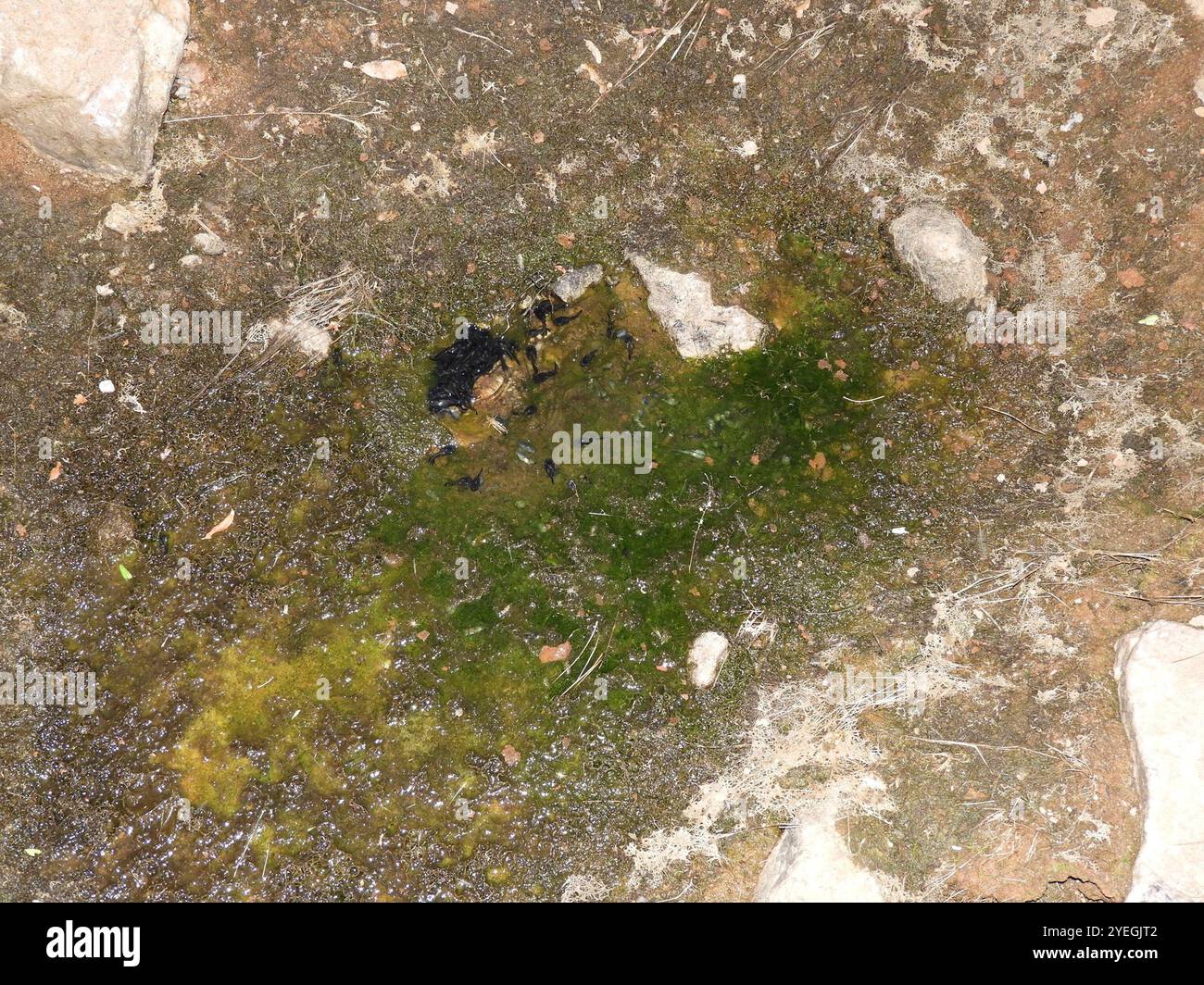 Marbled rubber frog (Phrynomantis annectens Stock Photo - Alamy