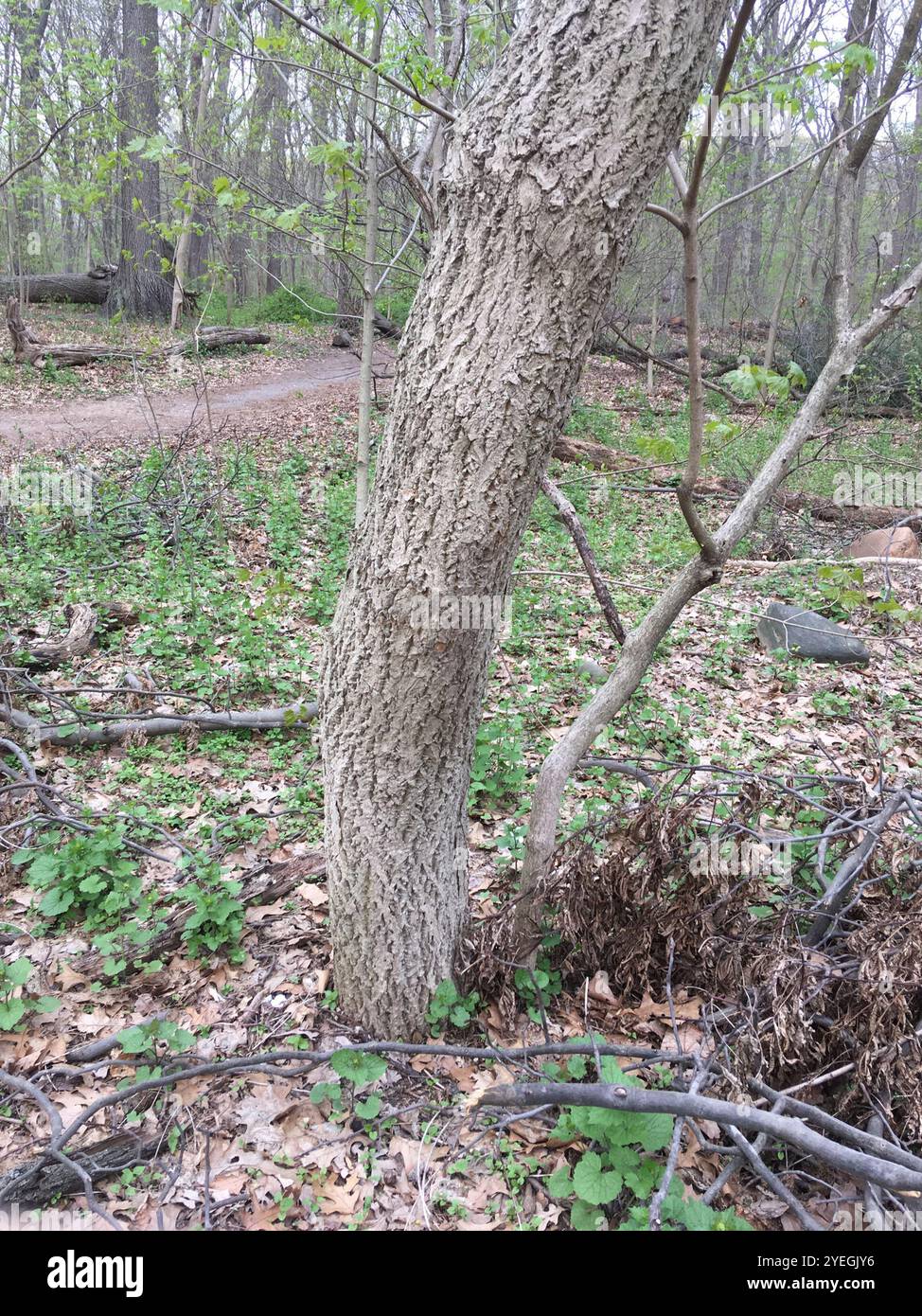 Amur corktree hi-res stock photography and images - Alamy