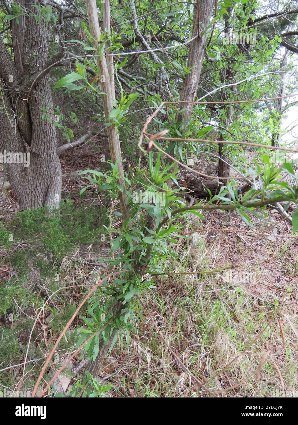 Poverty Weed (Baccharis neglecta Stock Photo - Alamy
