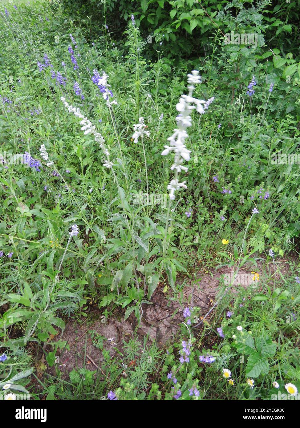 Mealy Blue Sage (Salvia farinacea Stock Photo - Alamy