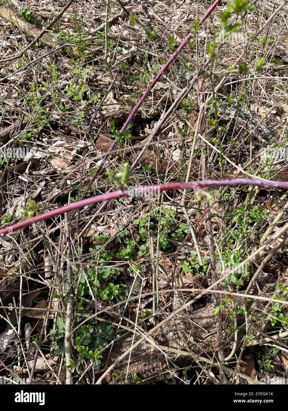 black raspberry (Rubus occidentalis Stock Photo - Alamy