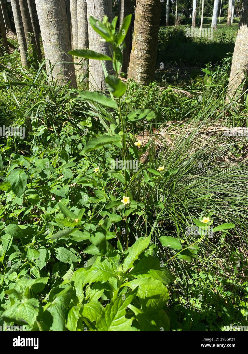 Cuban jute (Sida rhombifolia Stock Photo - Alamy