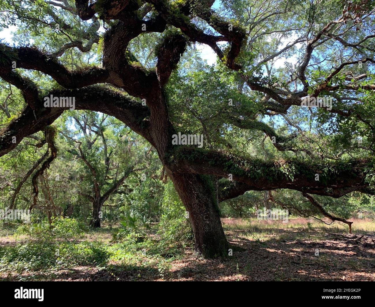 southern live oak (Quercus virginiana Stock Photo - Alamy