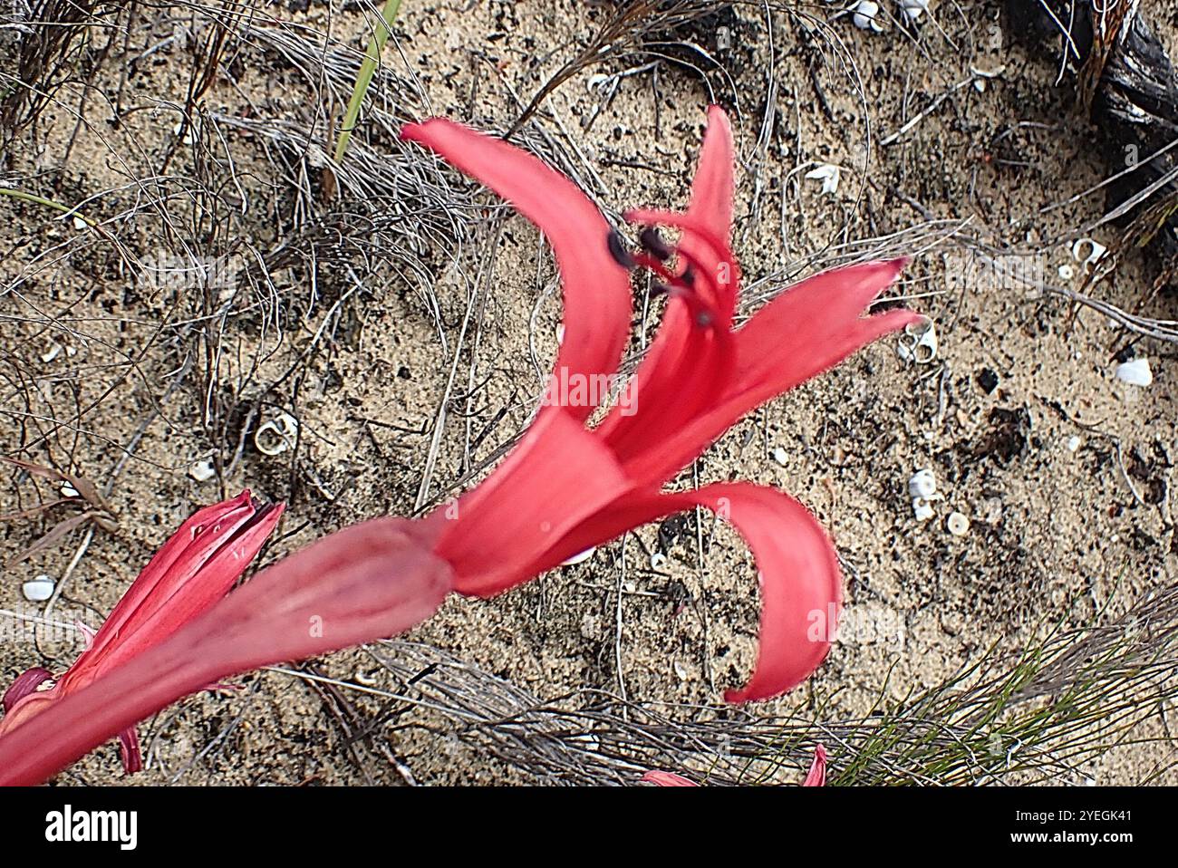 candelabra lily (Brunsvigia orientalis Stock Photo - Alamy