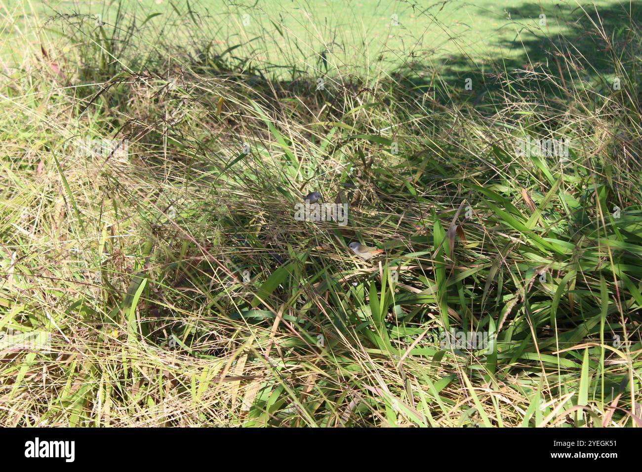 Swee Waxbill (Coccopygia melanotis Stock Photo - Alamy