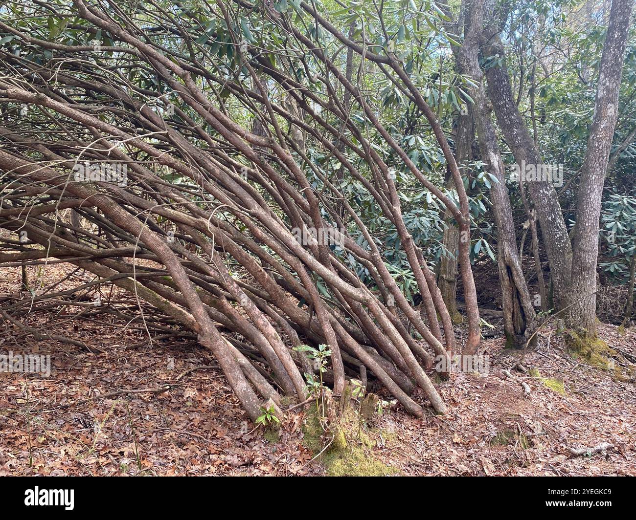 great rhododendron (Rhododendron maximum Stock Photo - Alamy