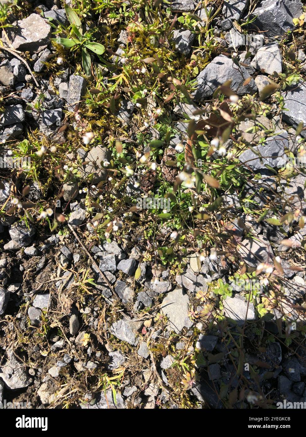 Common Whitlowgrass (Draba verna Stock Photo - Alamy