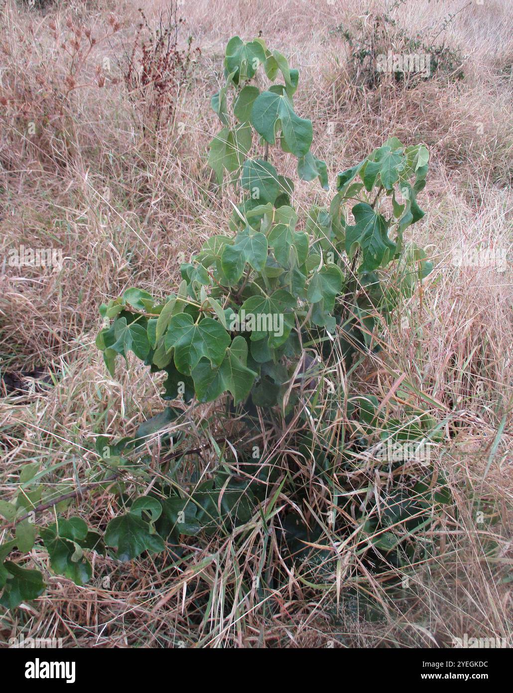 chewing gum tree (Thespesia garckeana Stock Photo - Alamy