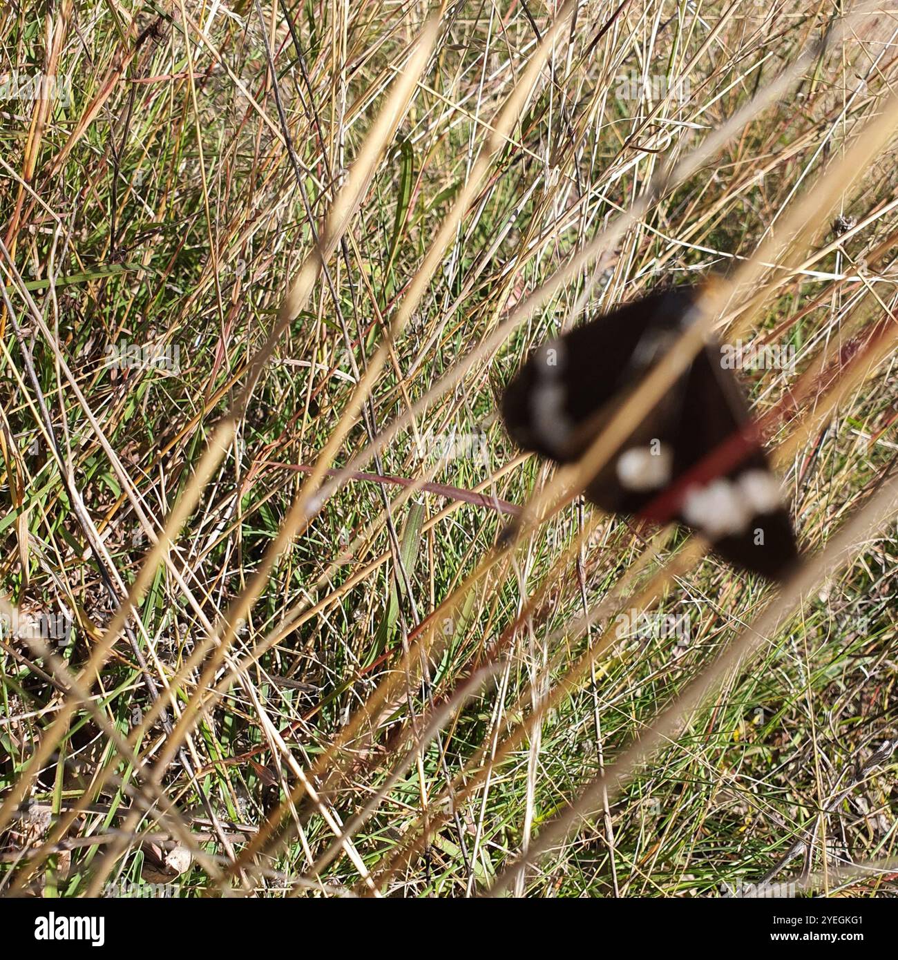 Australian magpie moth hi-res stock photography and images - Alamy