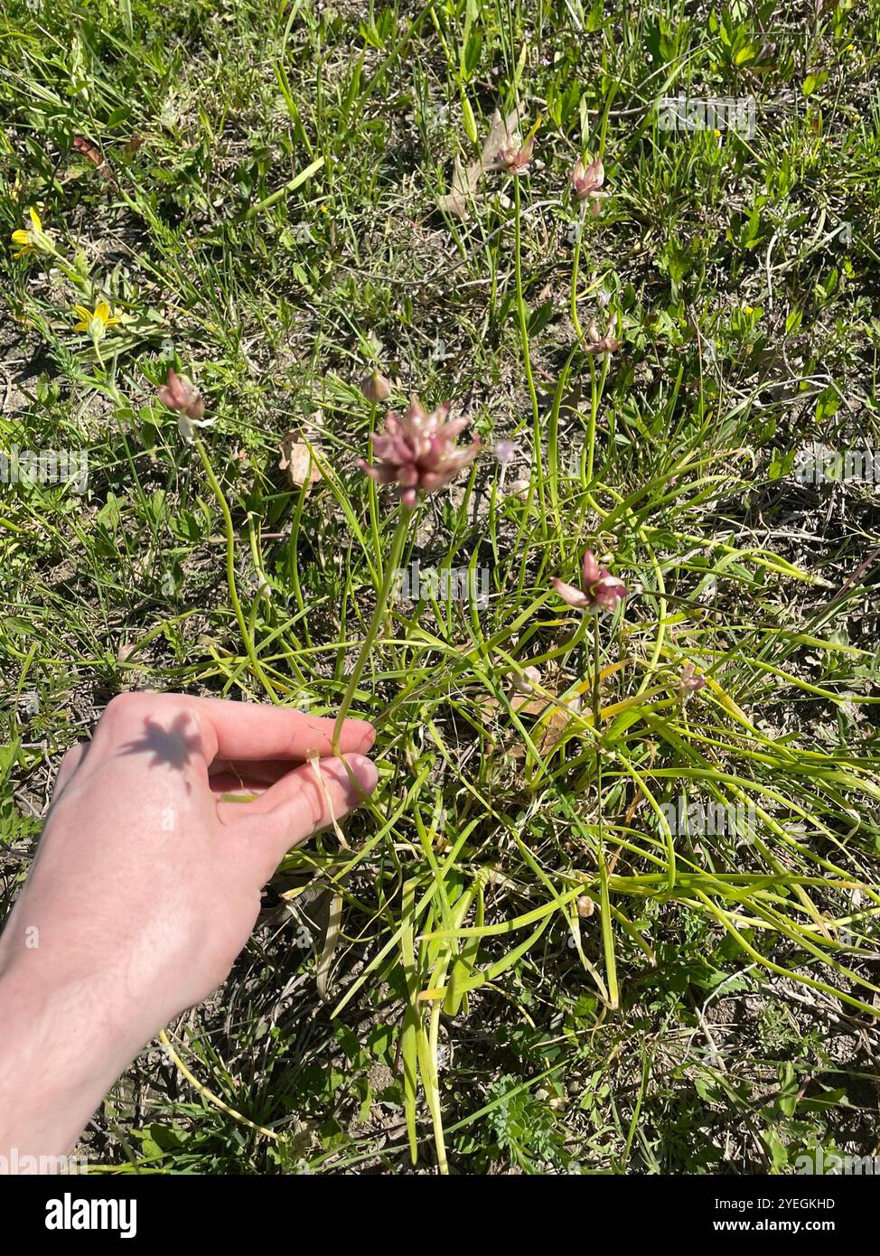 Canadian Meadow garlic (Allium canadense Stock Photo - Alamy
