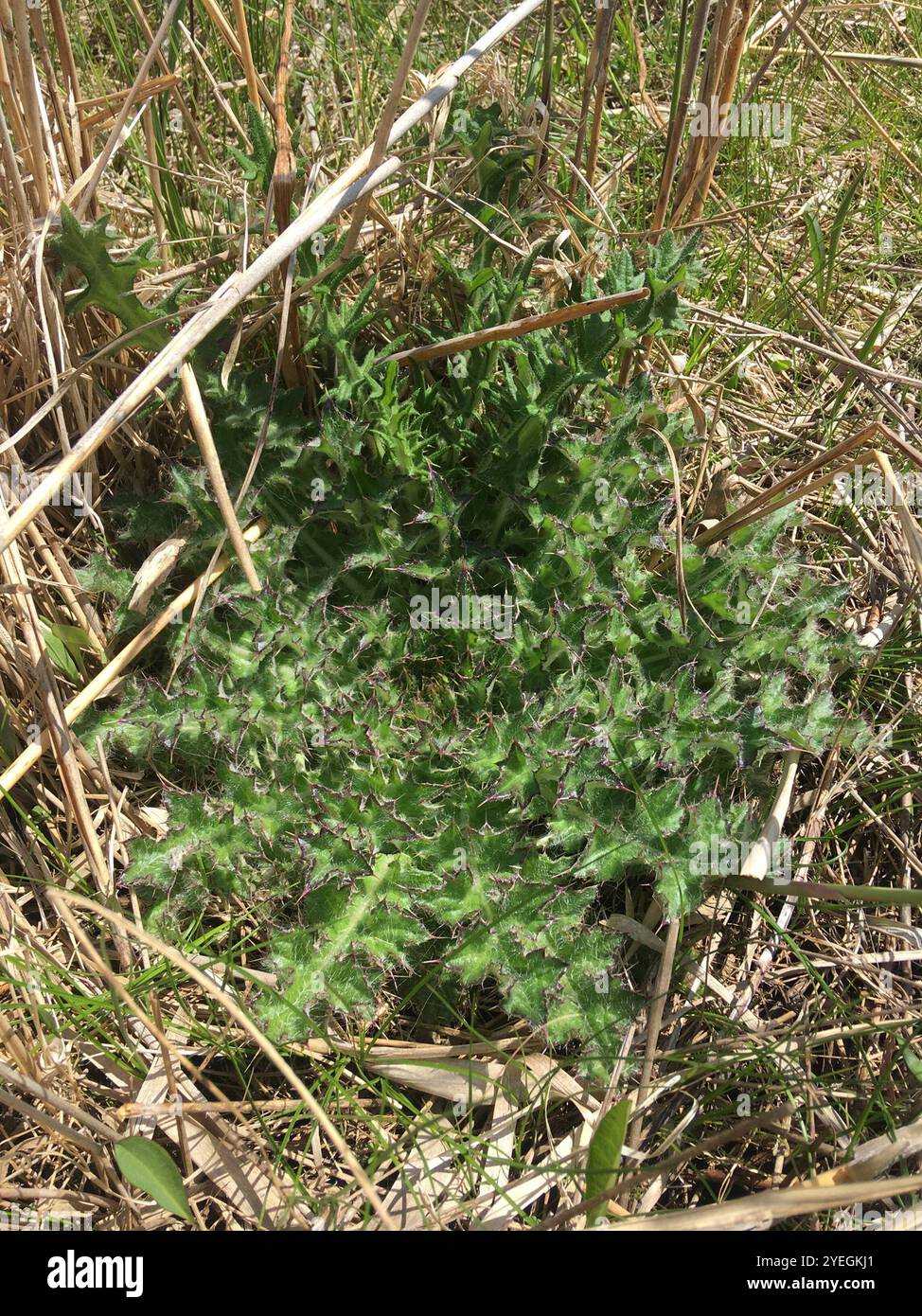 bristle thistle (Cirsium horridulum Stock Photo - Alamy
