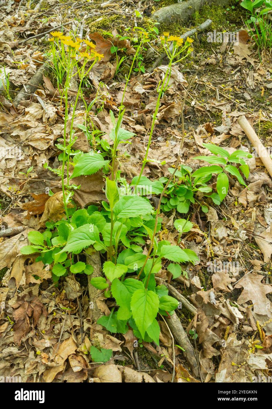 roundleaf ragwort (Packera obovata Stock Photo - Alamy