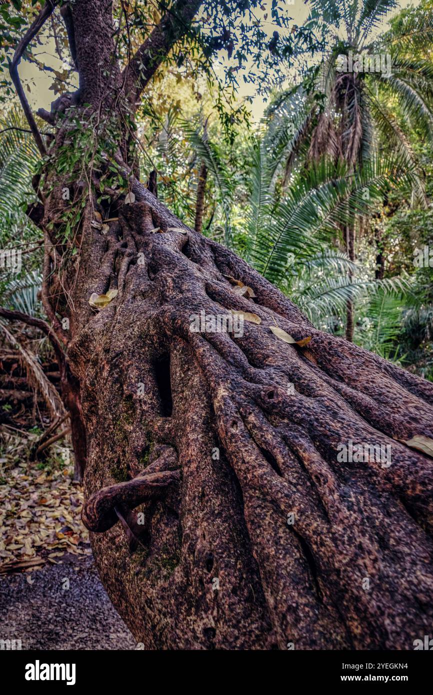 A large tree with sprawling roots dominating a dense forest setting ...