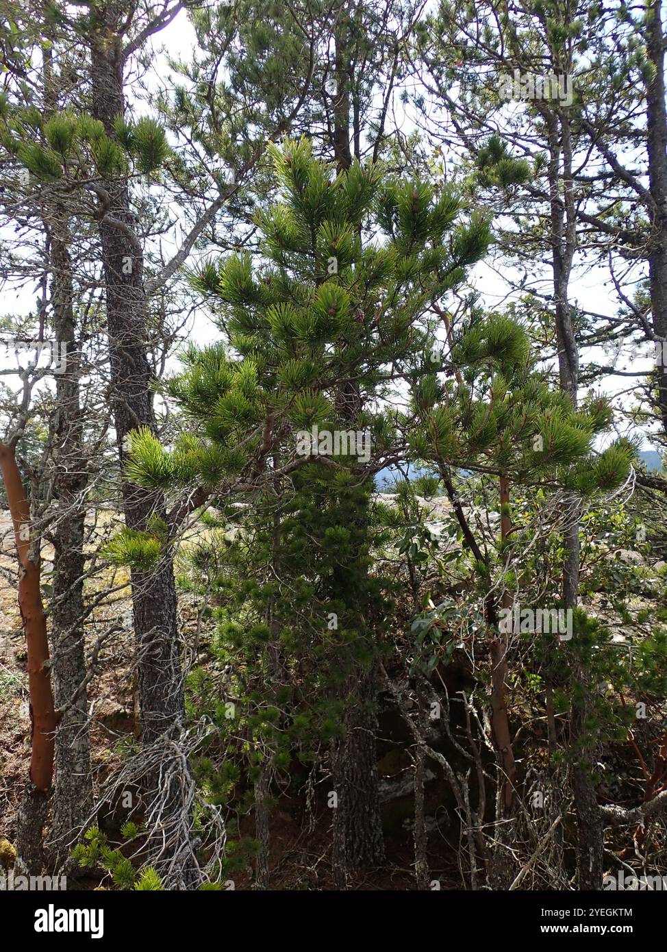 lodgepole pine (Pinus contorta Stock Photo - Alamy