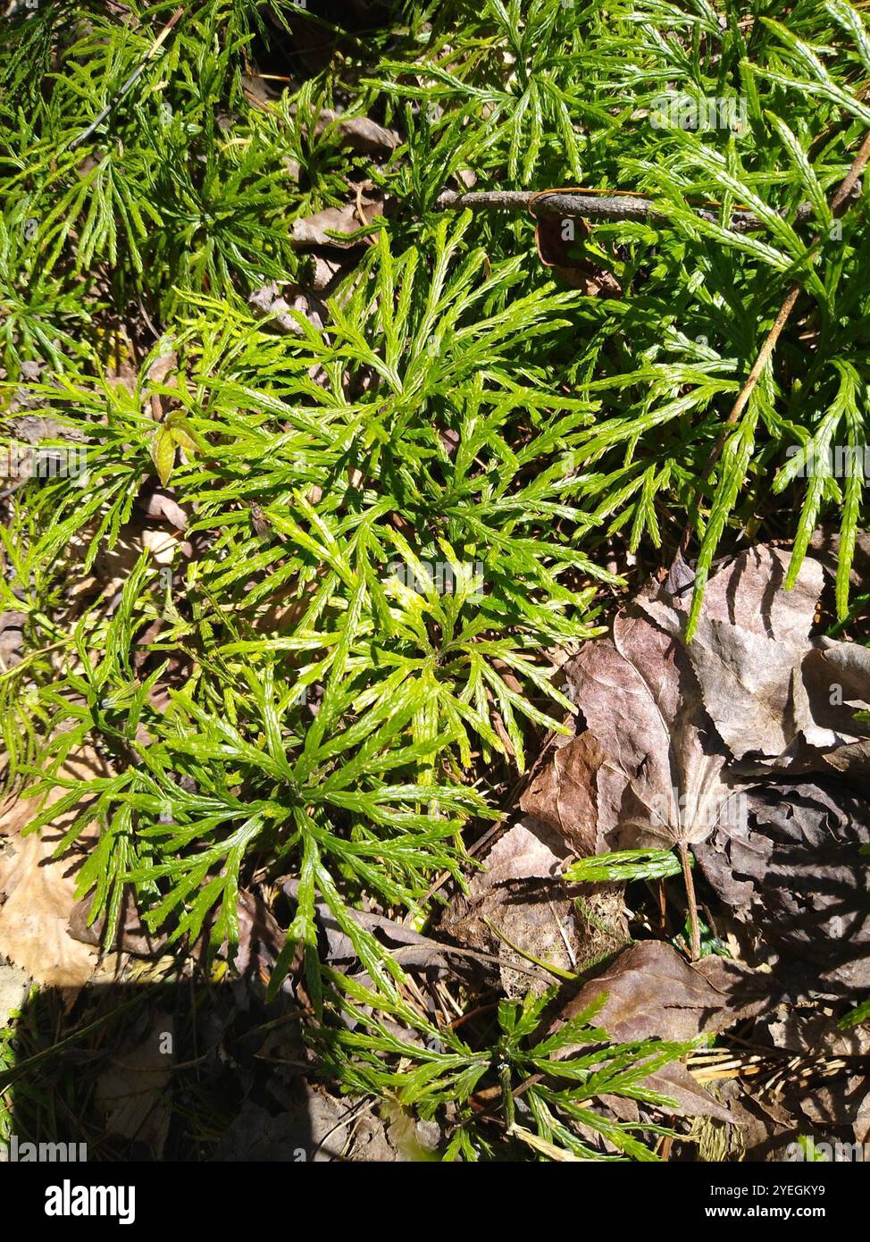 fan clubmoss (Diphasiastrum digitatum Stock Photo - Alamy