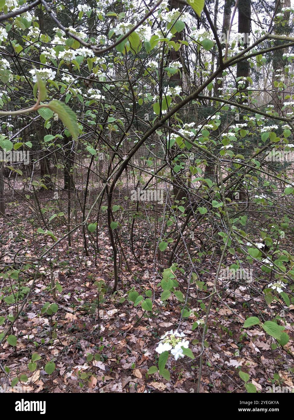 hobblebush (Viburnum lantanoides Stock Photo - Alamy