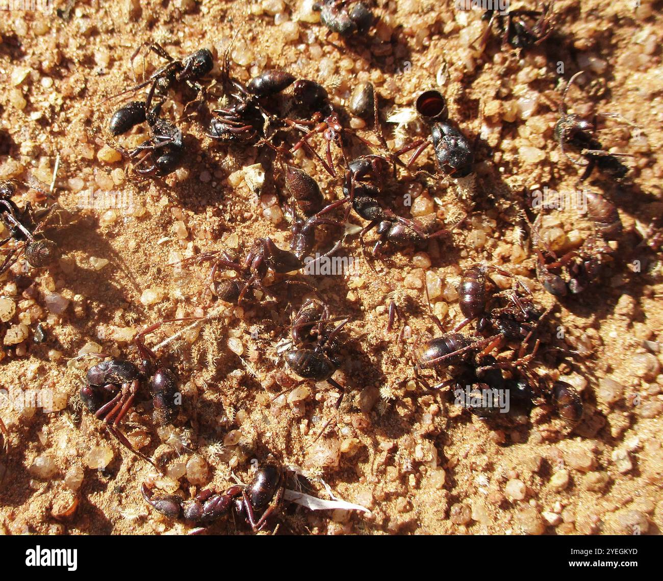 African stink ant (Paltothyreus tarsatus Stock Photo - Alamy