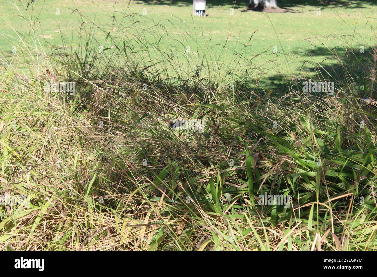 Coccopygia melanotis hi-res stock photography and images - Alamy