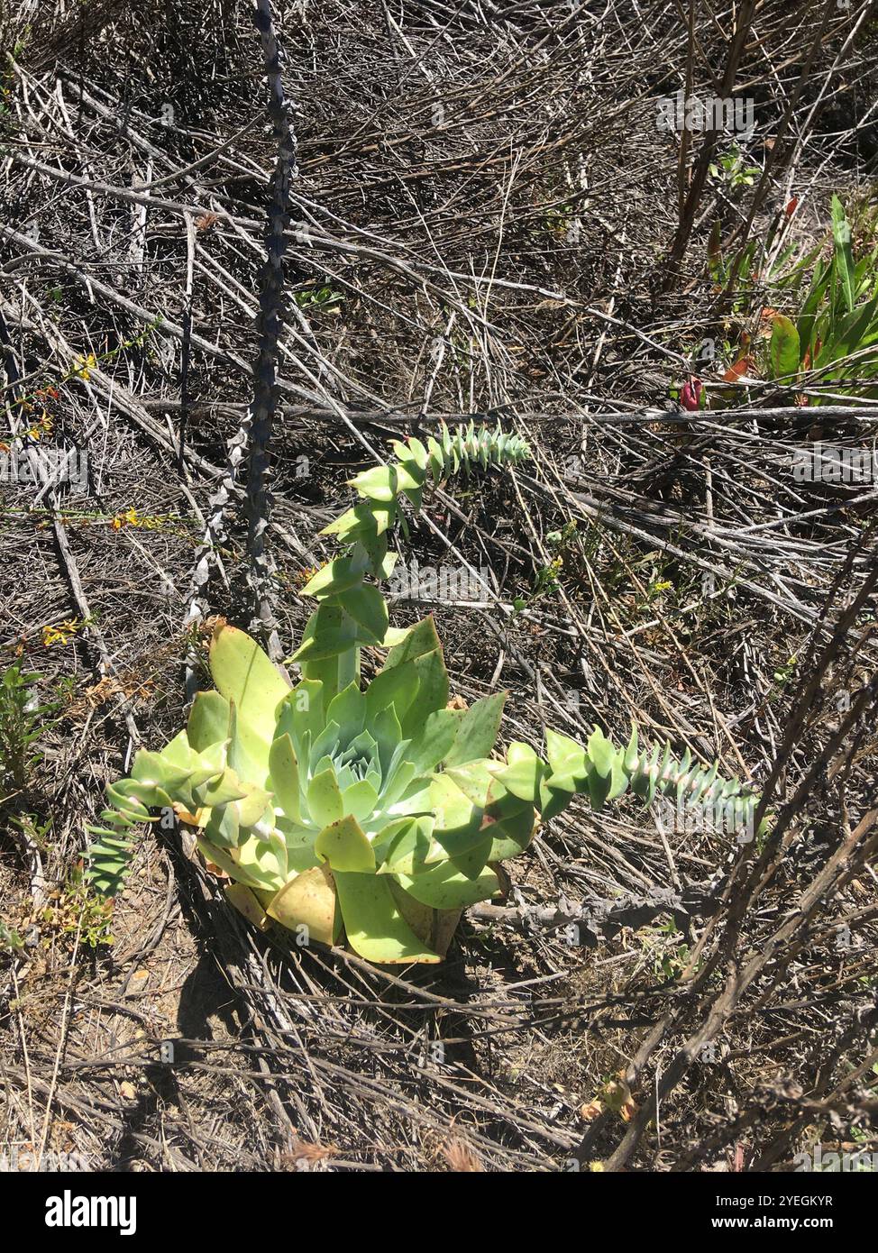 Dudleya pulverulenta hi-res stock photography and images - Alamy