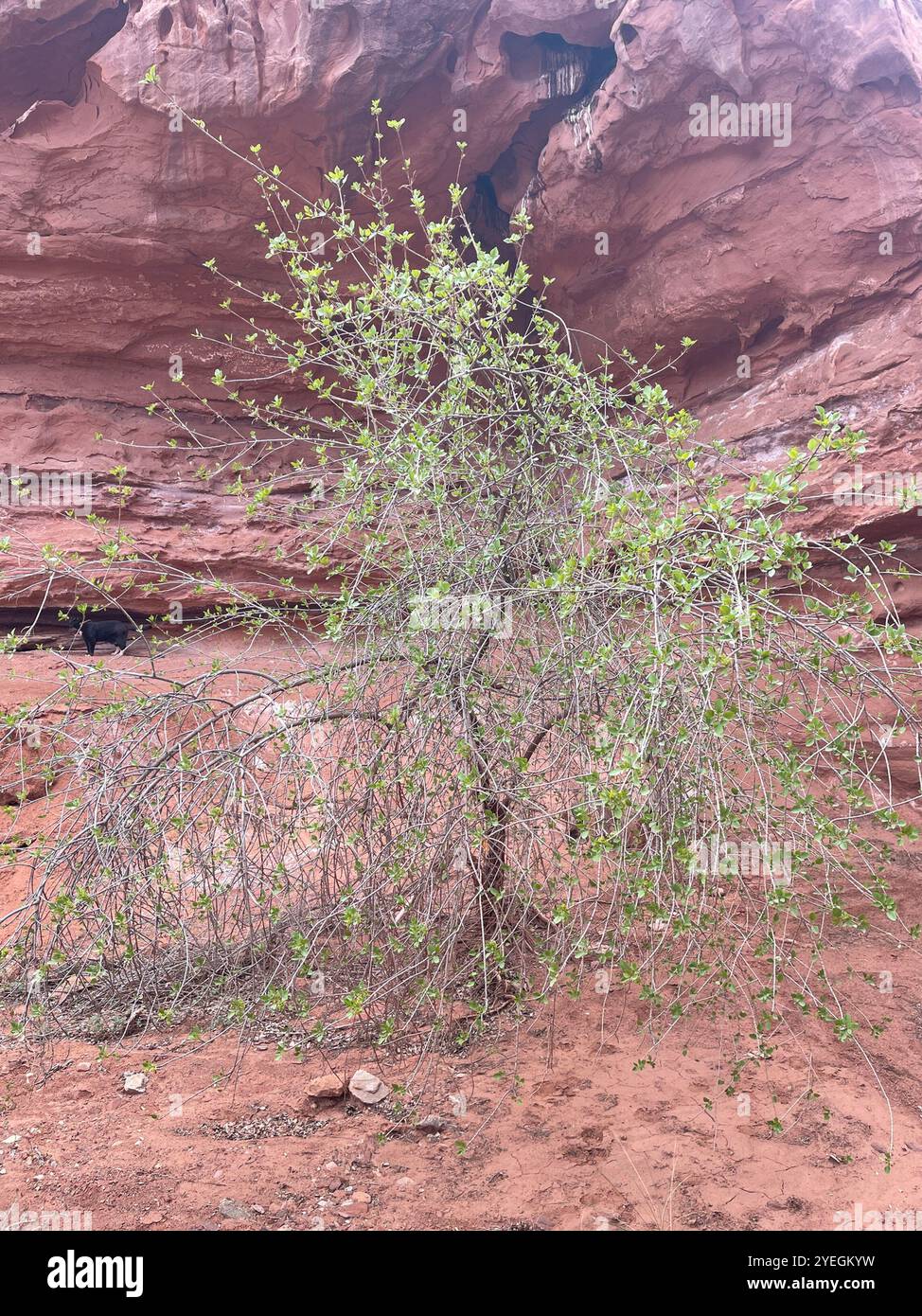 single-leaf ash (Fraxinus anomala Stock Photo - Alamy