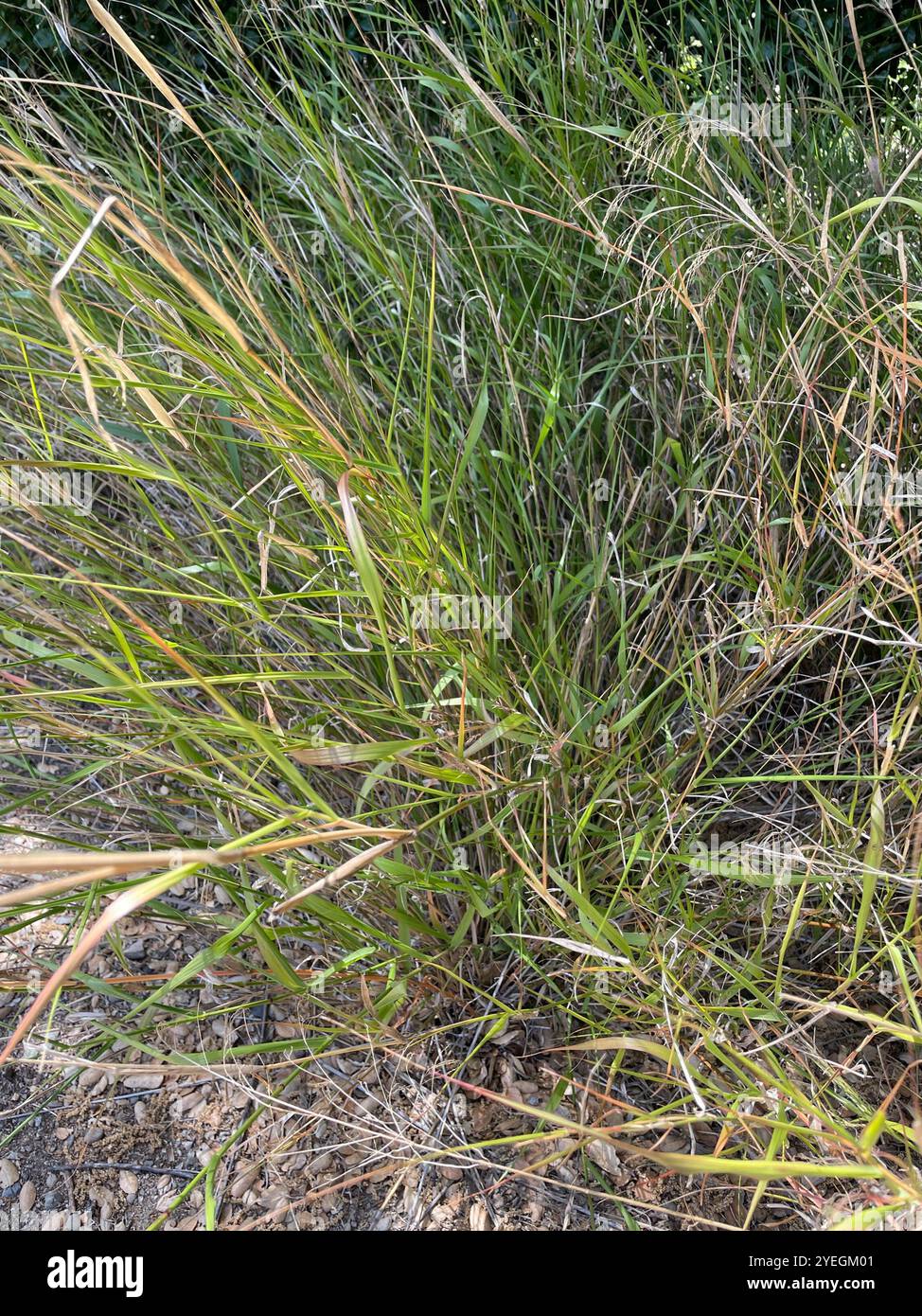 Smilo Grass (Oloptum miliaceum Stock Photo - Alamy