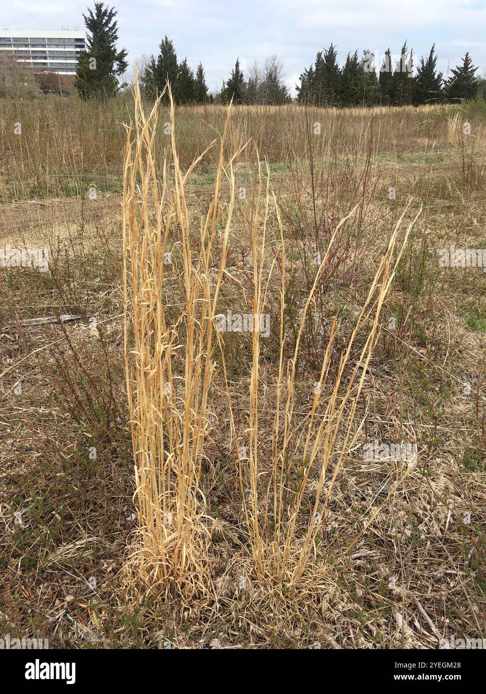 Broomsedge bluestem hi-res stock photography and images - Alamy
