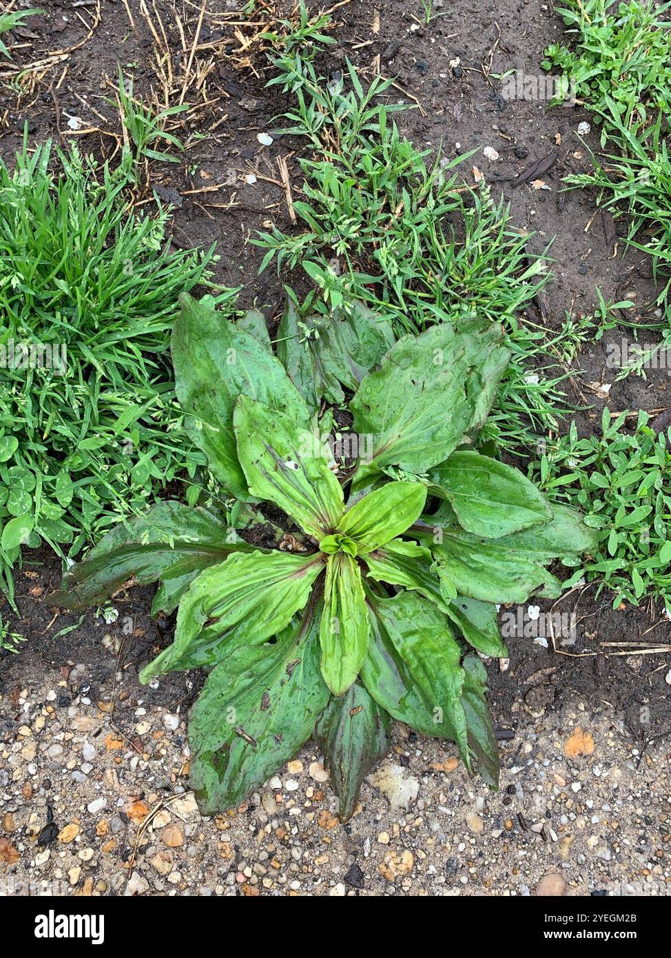American plantain (Plantago rugelii Stock Photo - Alamy