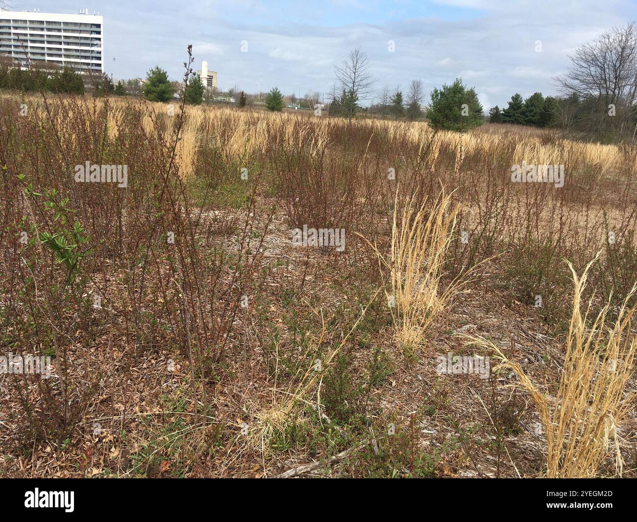 Broomsedge bluestem hi-res stock photography and images - Alamy