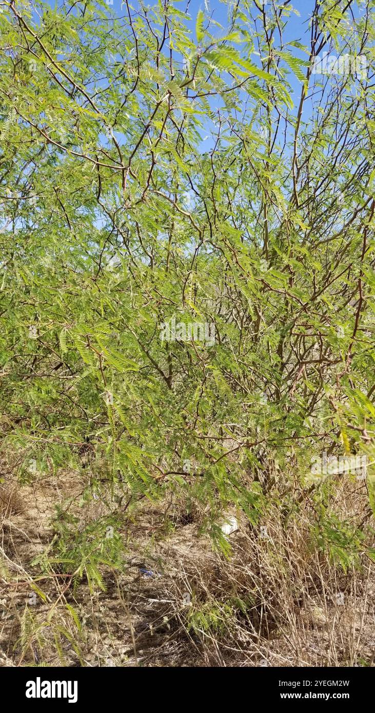 Velvet mesquite hi-res stock photography and images - Alamy