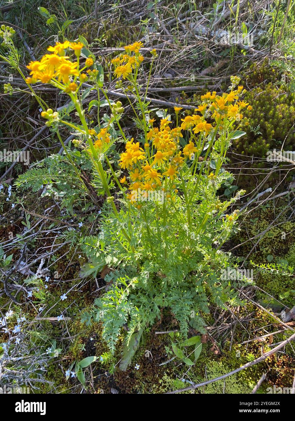 yarrowleaf ragwort (Packera millefolium Stock Photo - Alamy