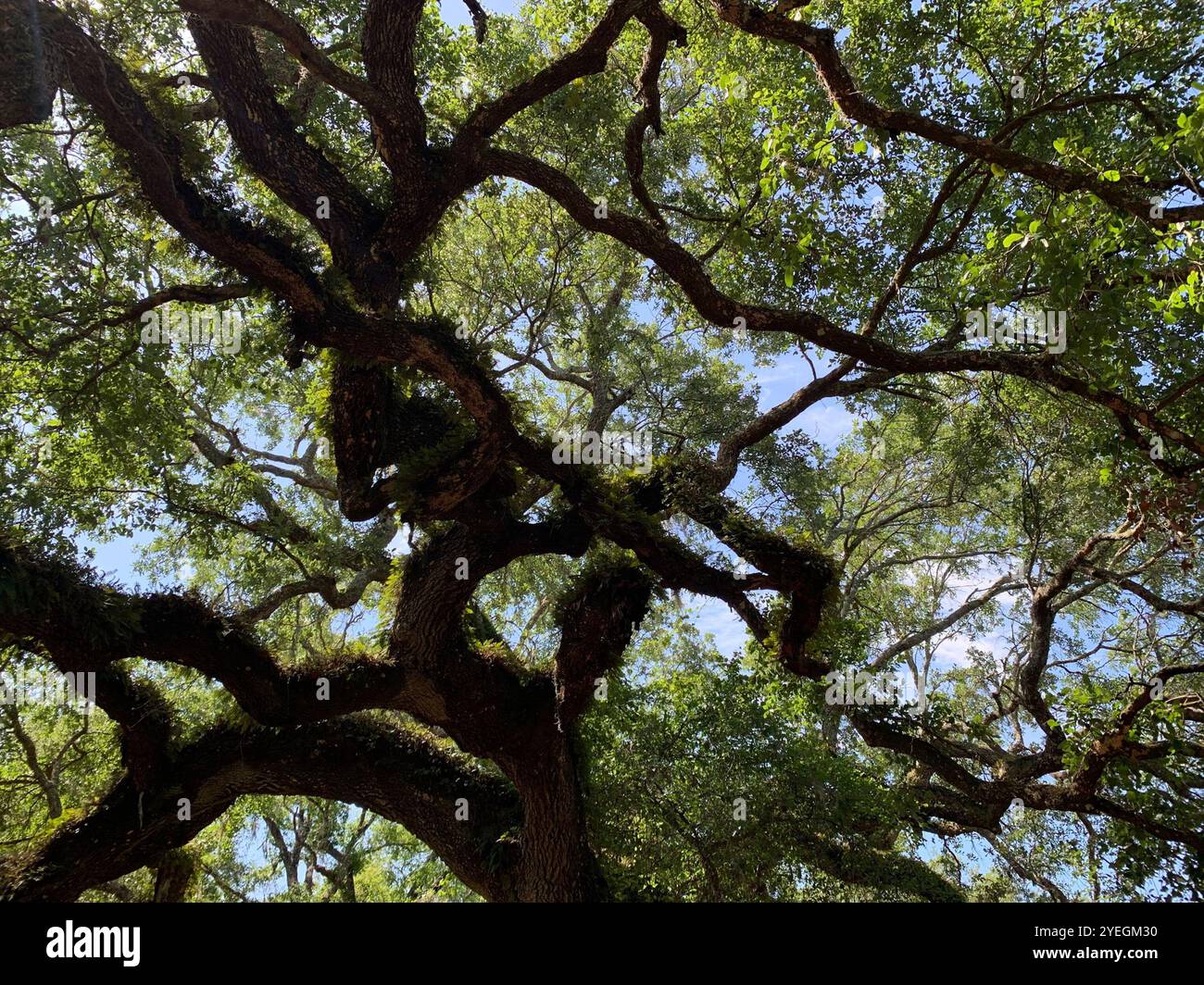 southern live oak (Quercus virginiana Stock Photo - Alamy