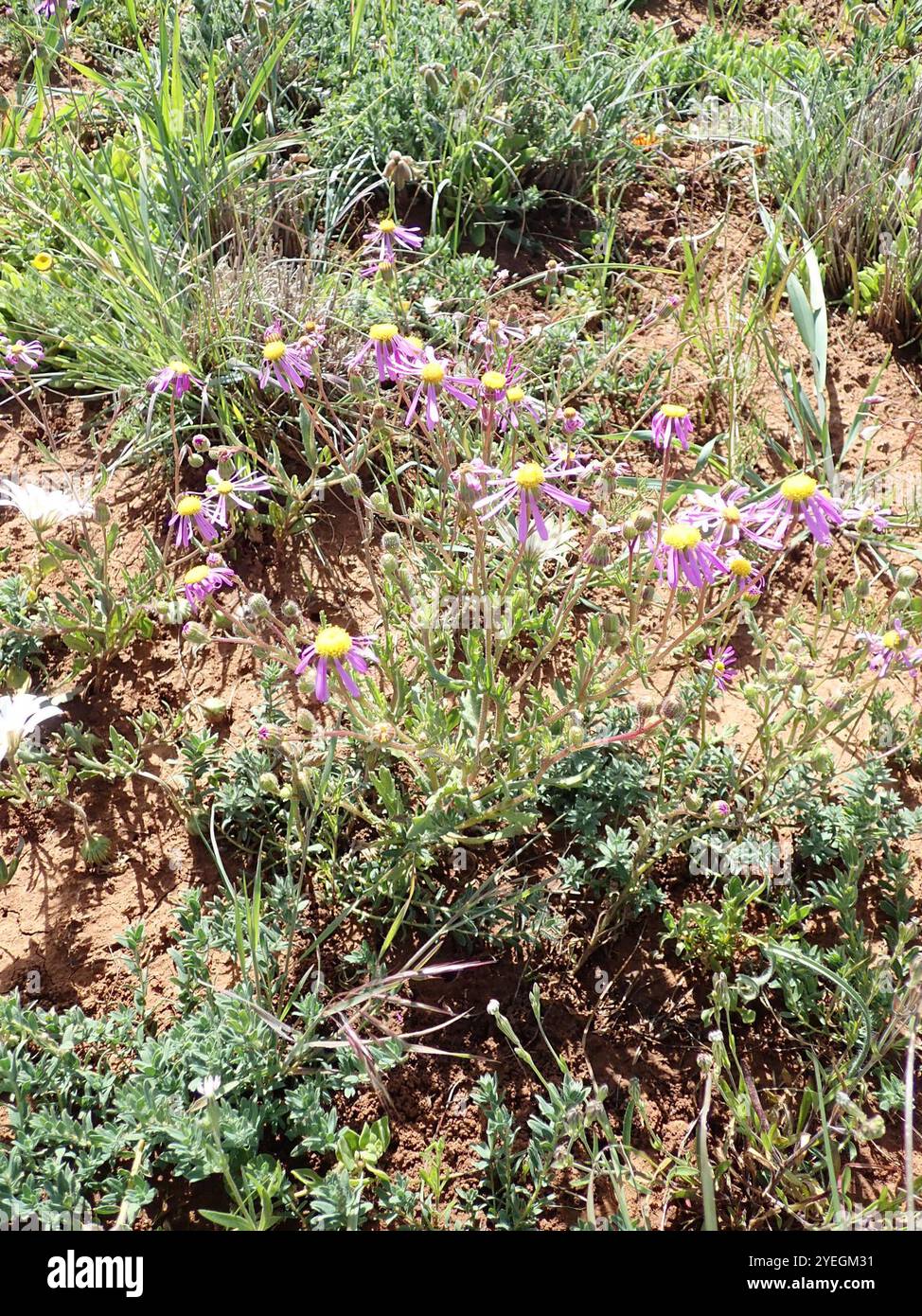 Senecio arenarius hi-res stock photography and images - Alamy