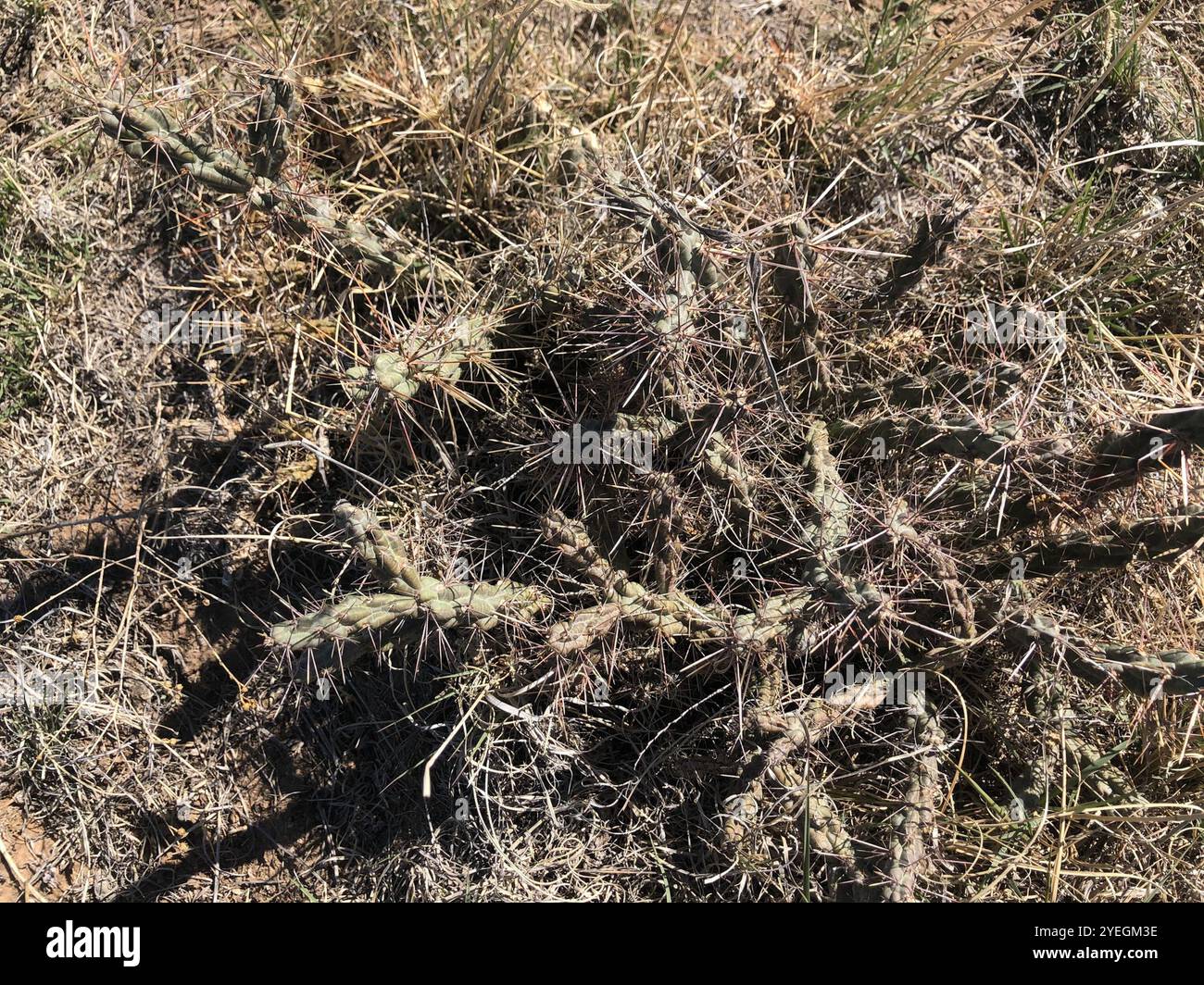 tree cholla (Cylindropuntia imbricata Stock Photo - Alamy