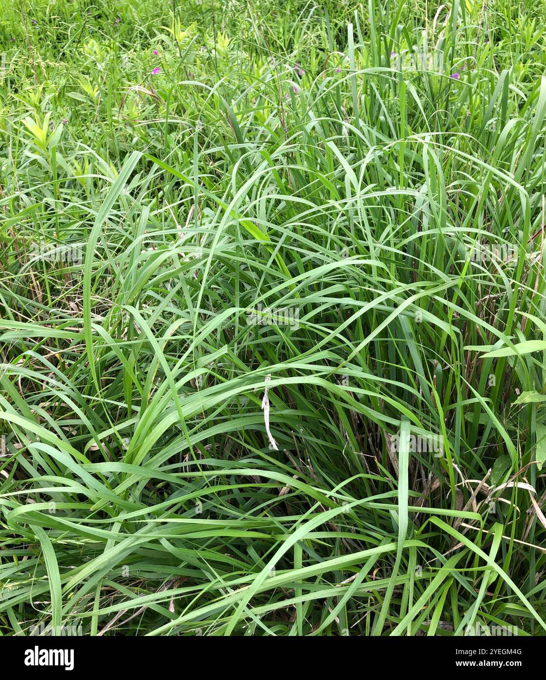 switchgrass (Panicum virgatum Stock Photo - Alamy