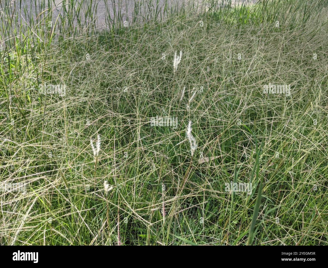 bluestems, lemon grasses, silvergrasses, and allies (Andropogoneae ...
