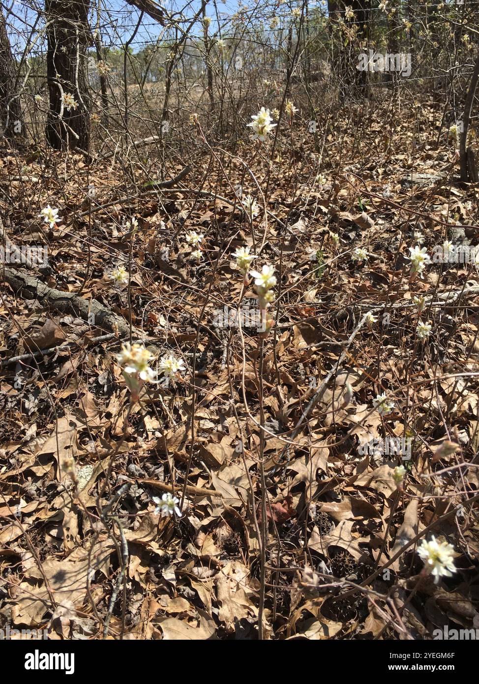 Running Serviceberry (Amelanchier stolonifera Stock Photo - Alamy