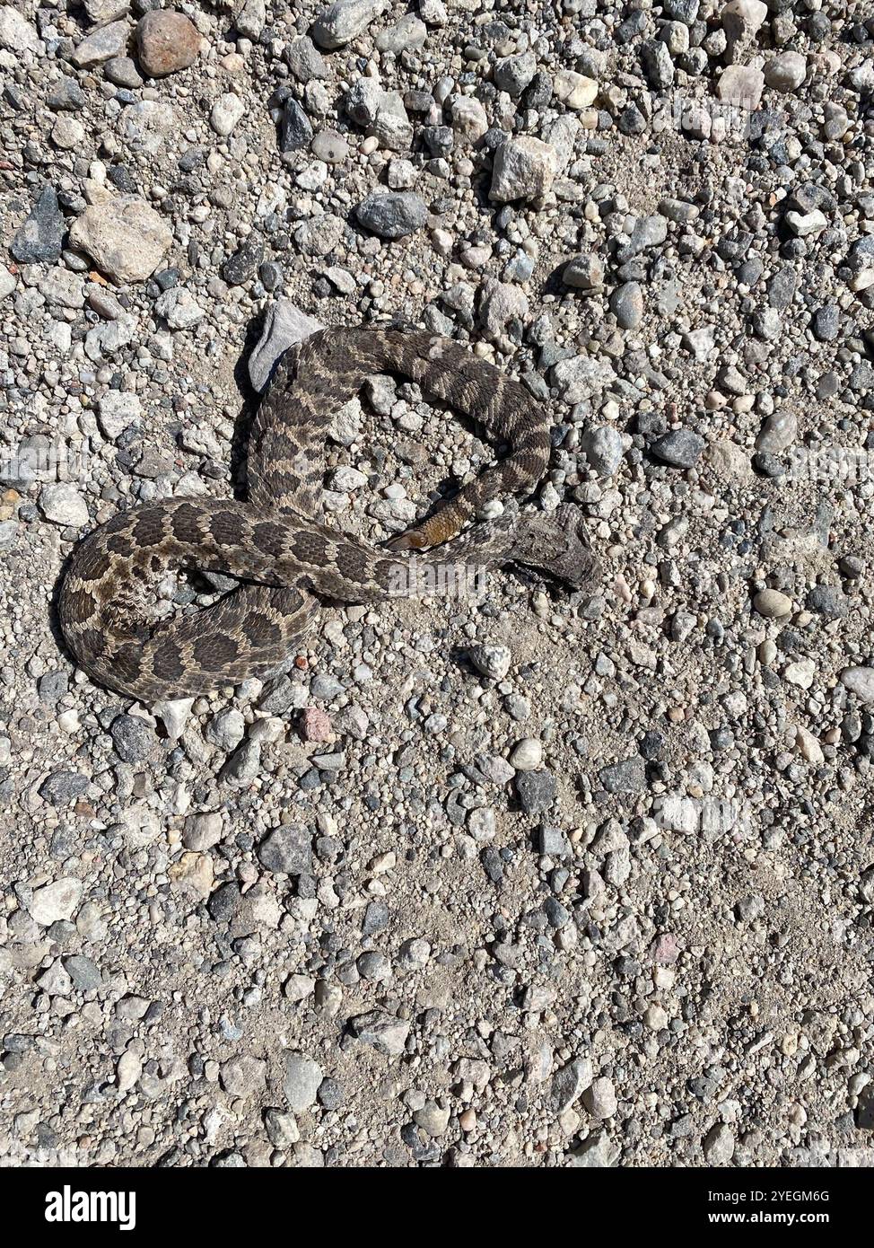 Southern Pacific Rattlesnake (Crotalus oreganus helleri Stock Photo - Alamy