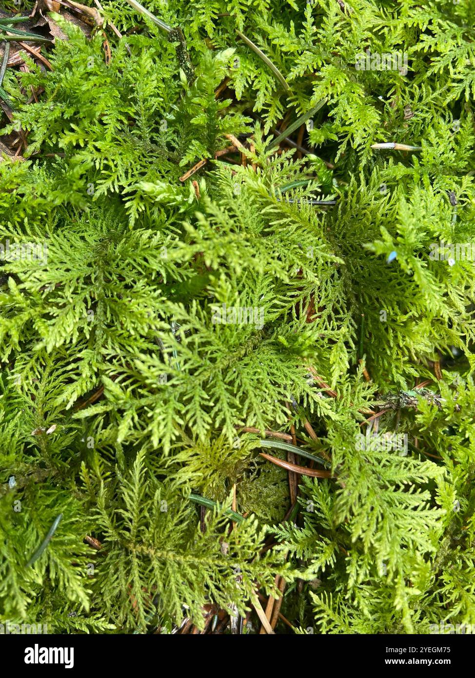 Common Tamarisk-moss (Thuidium tamariscinum Stock Photo - Alamy