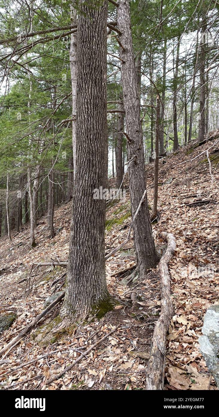 white ash (Fraxinus americana Stock Photo - Alamy