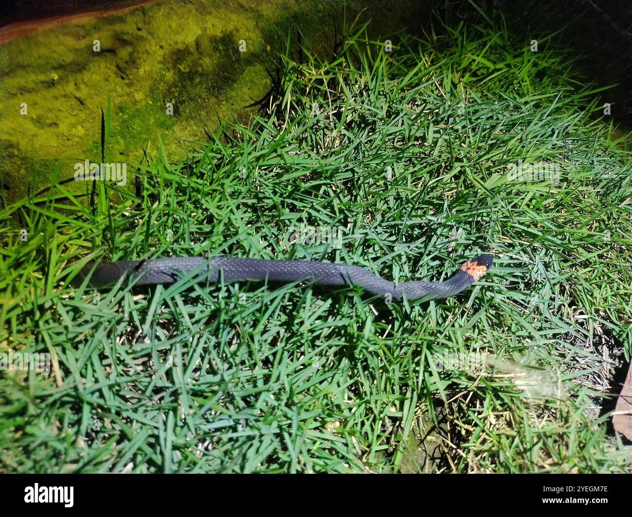 Hallowell's Coffee Snake (Ninia atrata Stock Photo - Alamy