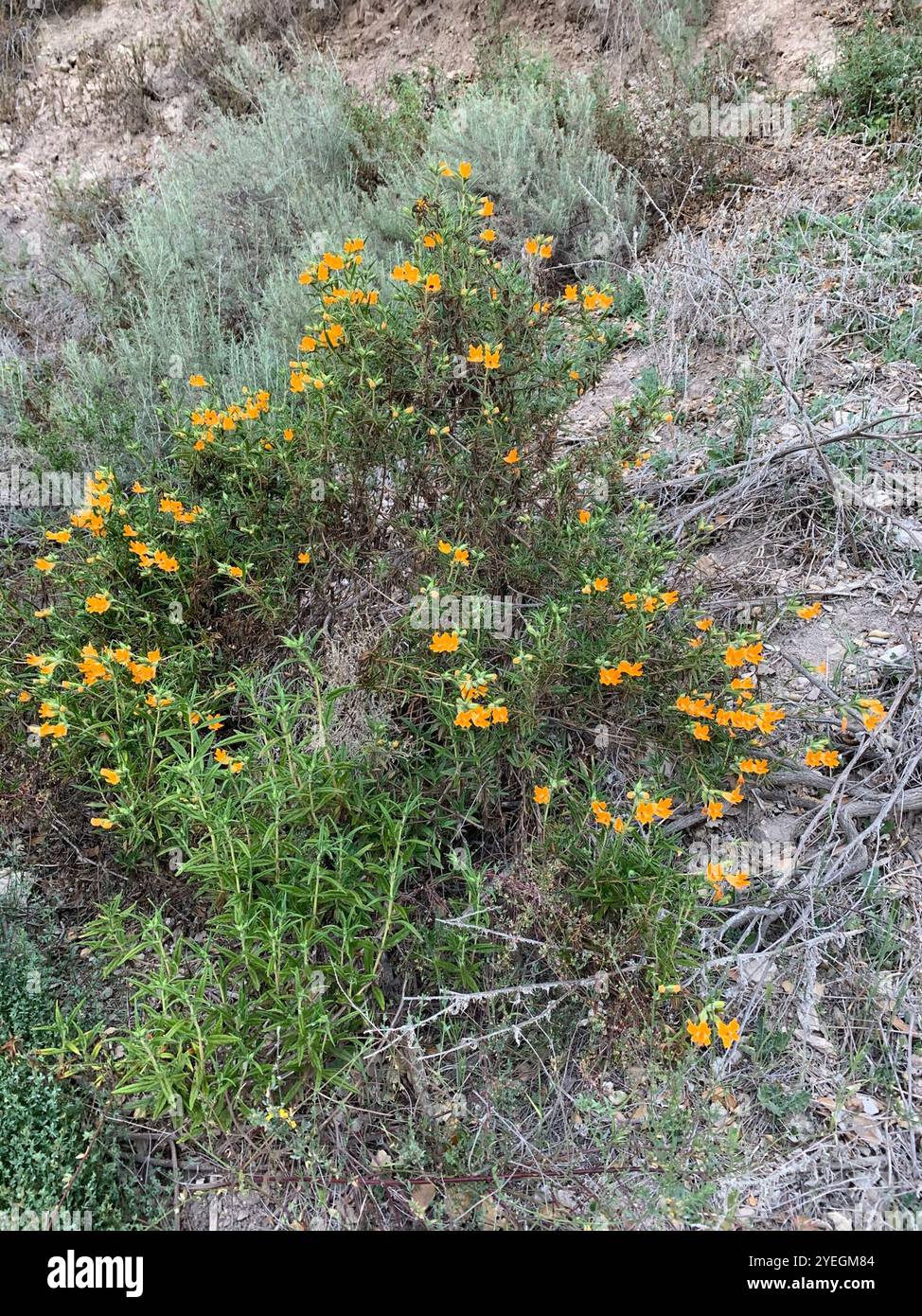 southern bush monkeyflower (Diplacus longiflorus Stock Photo - Alamy