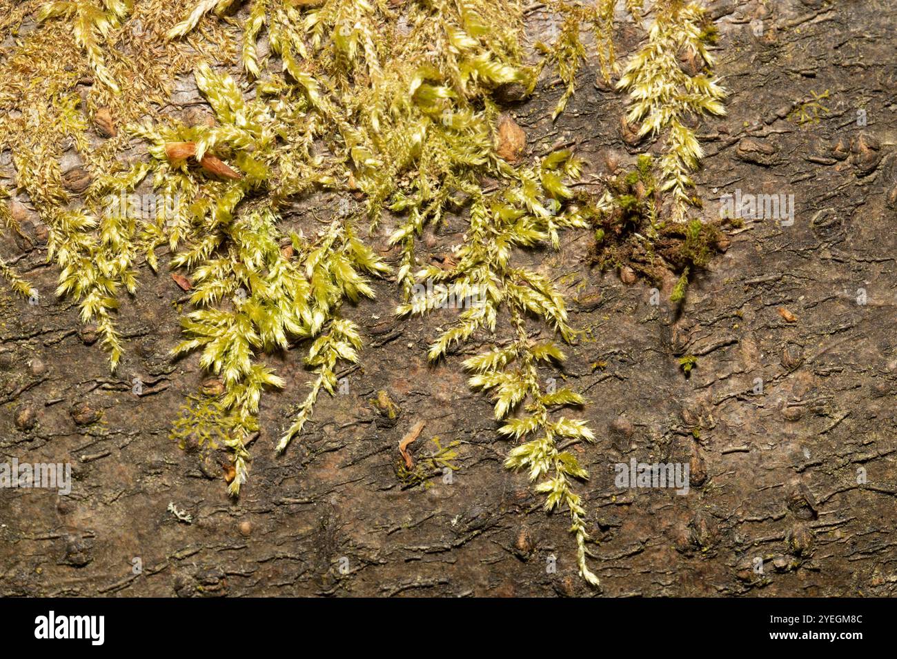 Rough-stalked Feather-moss (Brachythecium rutabulum Stock Photo - Alamy