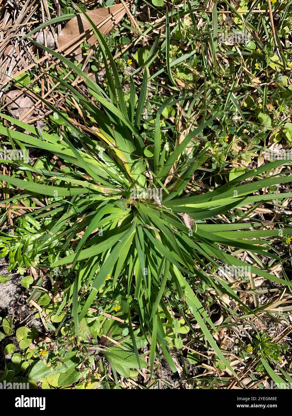 Pigroot hi-res stock photography and images - Alamy