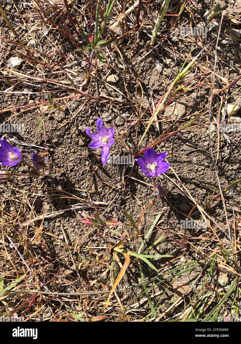 Dwarf Brodiaea (Brodiaea terrestris Stock Photo - Alamy
