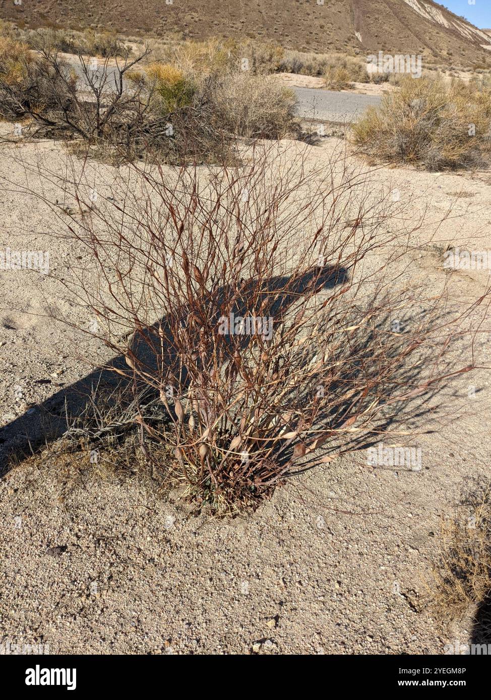 Desert Trumpet (Eriogonum inflatum Stock Photo - Alamy