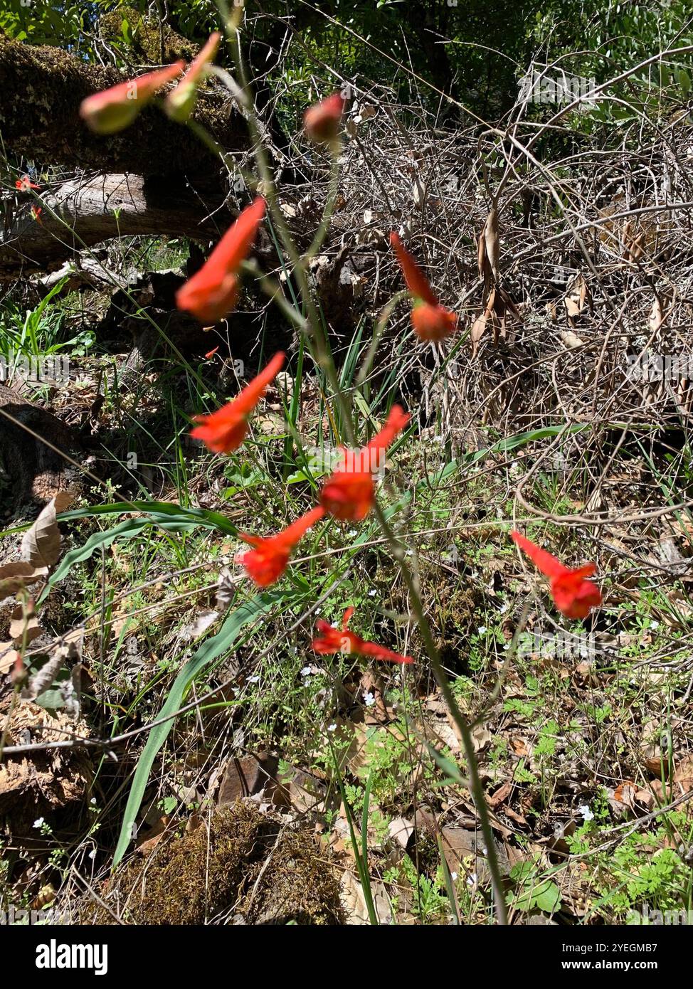 Red larkspur (Delphinium nudicaule Stock Photo - Alamy
