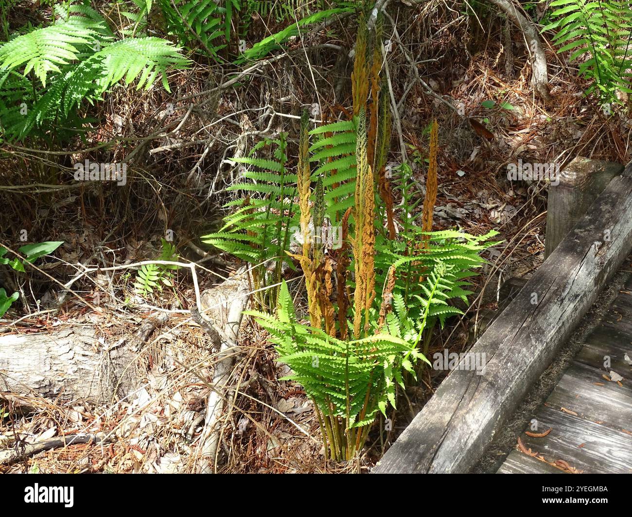 cinnamon fern (Osmundastrum cinnamomeum Stock Photo - Alamy