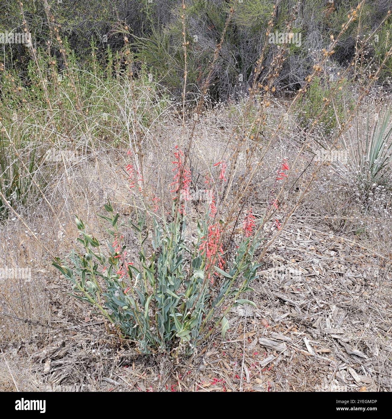 scarlet bugler (Penstemon centranthifolius Stock Photo - Alamy
