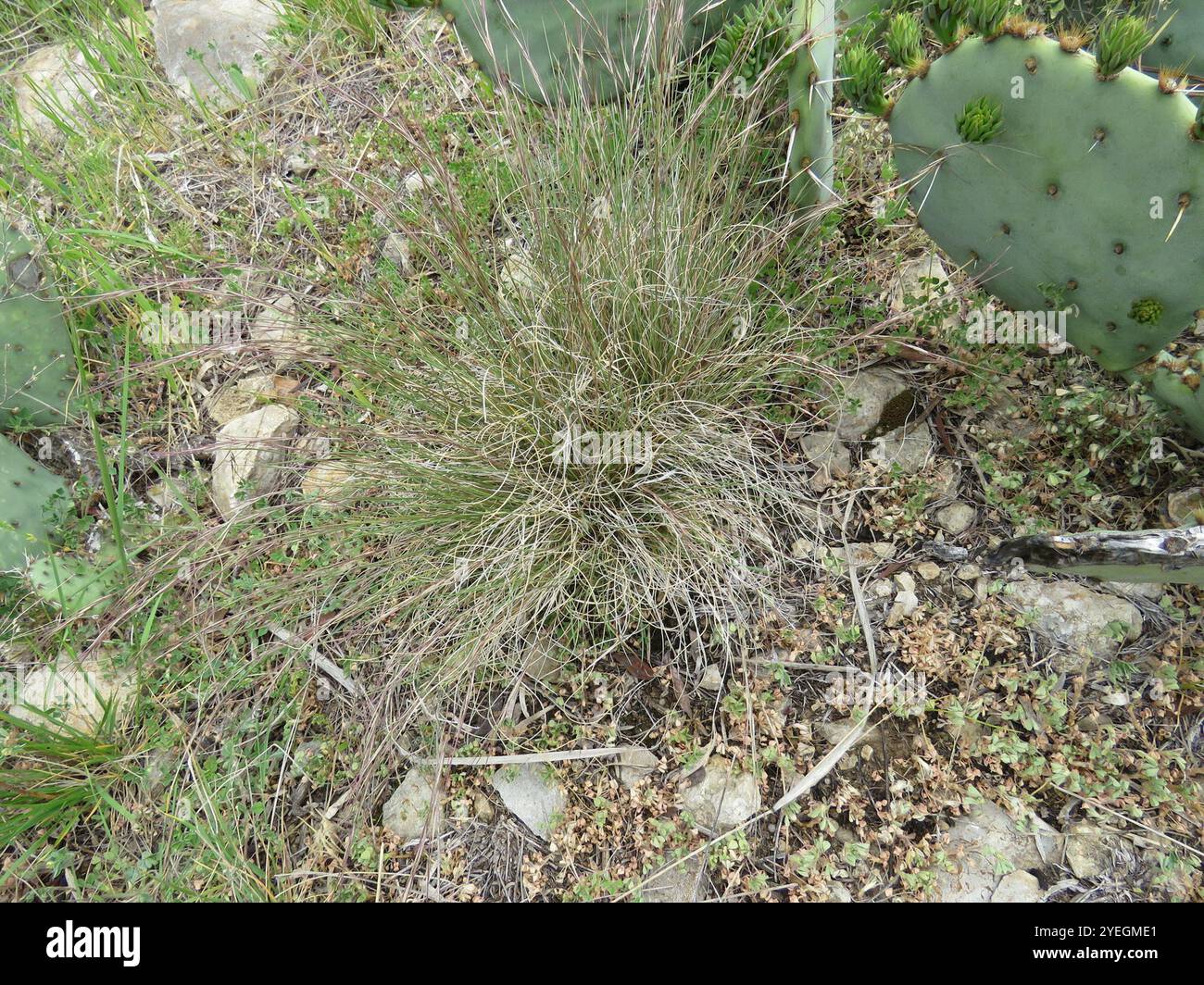 Purple Threeawn (Aristida purpurea Stock Photo - Alamy
