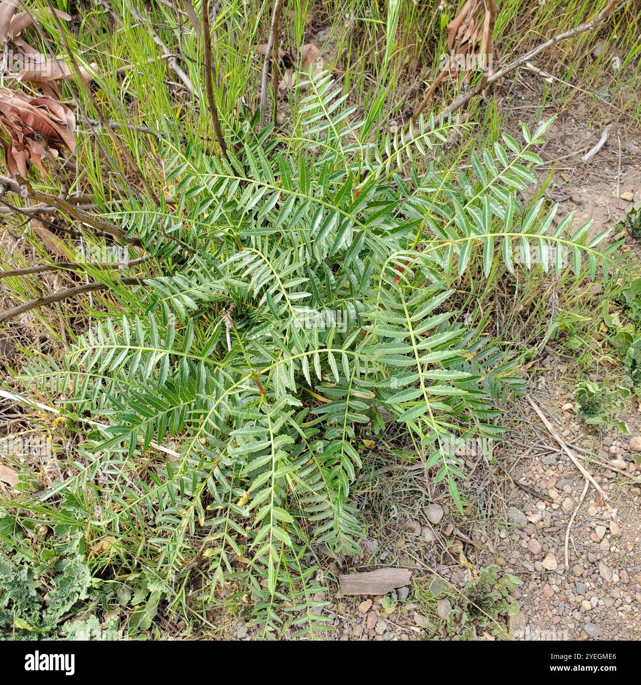 Peruvian Pepper Tree (Schinus molle Stock Photo - Alamy